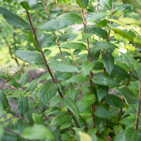 Lonicera harae – Careys Secret Garden