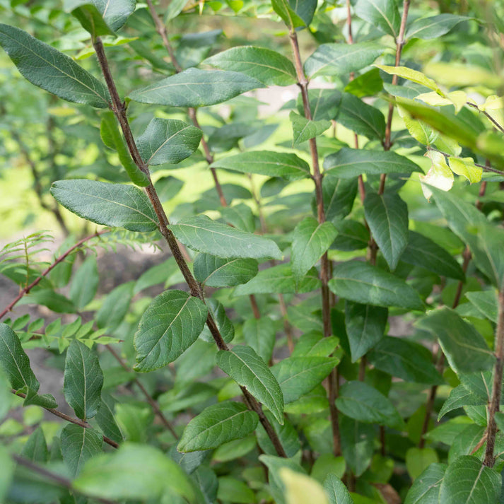 Lonicera harae – Careys Secret Garden