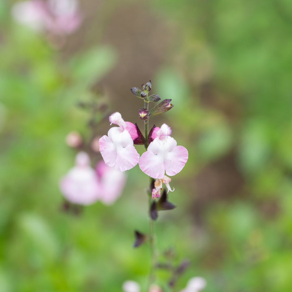 Salvia microphylla 'Anduus' – Careys Secret Garden