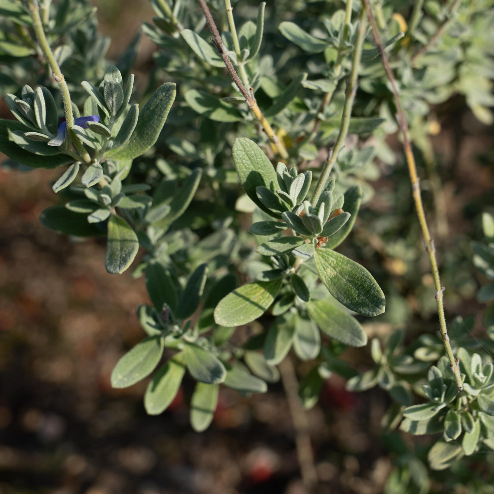 Salvia chamaedryoides ‘Silver leaved form’ – Careys Secret Garden
