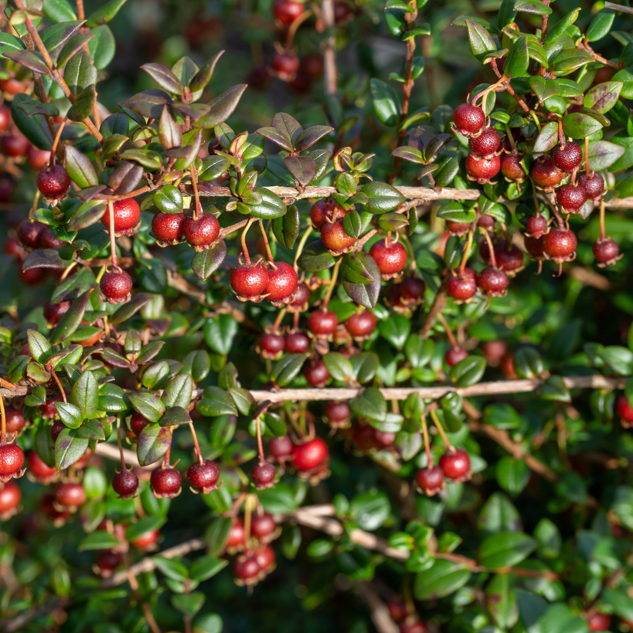 Ugni molinae – Careys Secret Garden